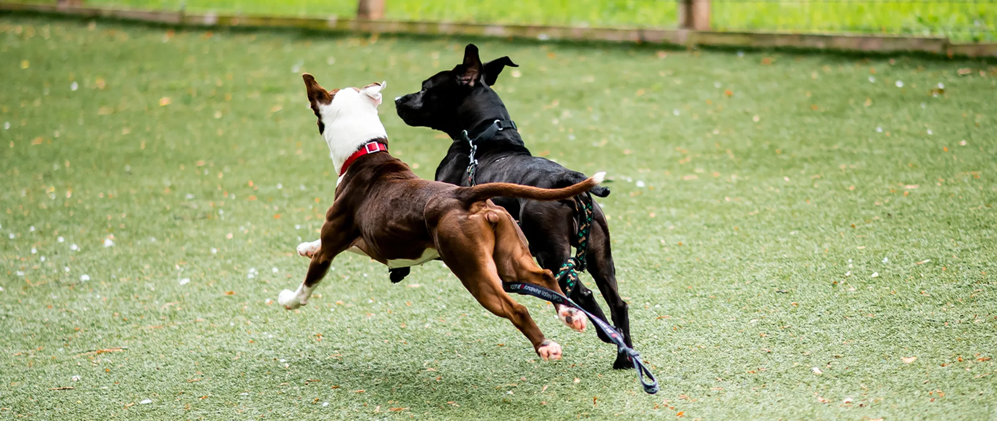 How to Recognize and Avoid Lost Pet Scams | Petco Love Lost