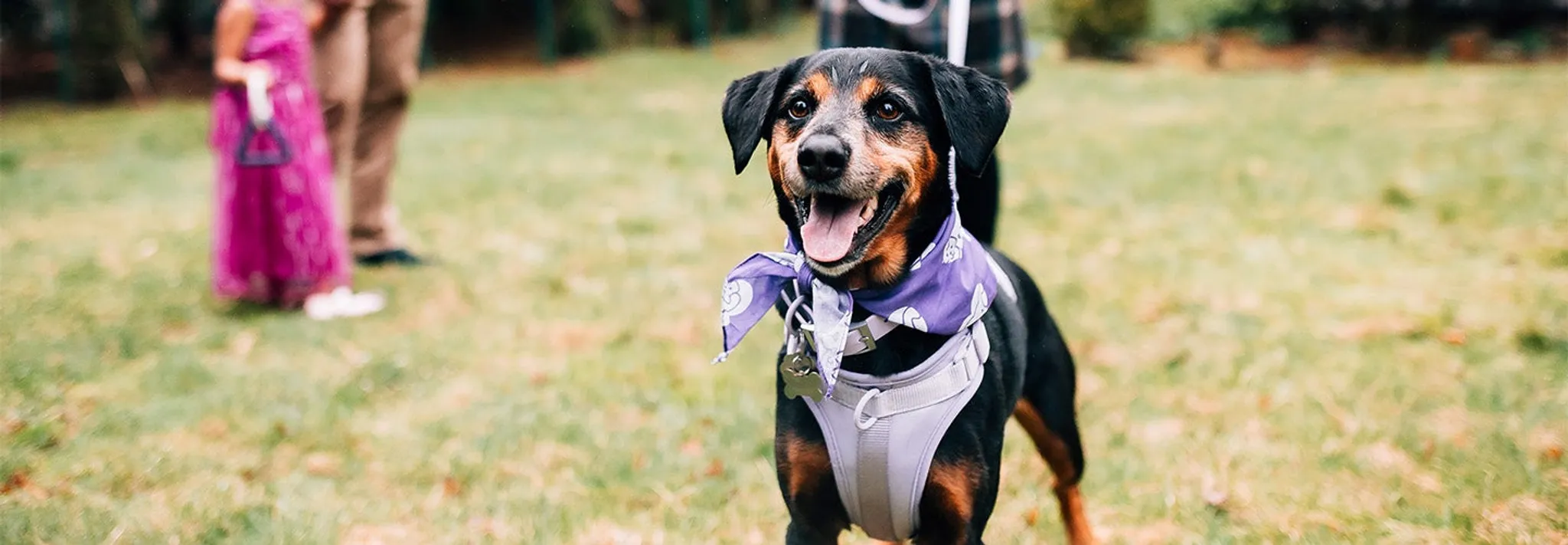 Resources for When You Find a Lost Pet | Petco Love Lost